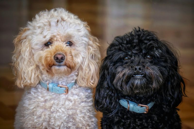 14 Dog Breeds Remarkably Known for Their Human-Like Behaviors