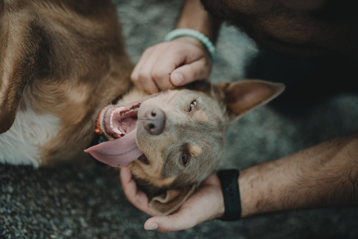 6 Popular Australian Dog Breeds, According to Experts
