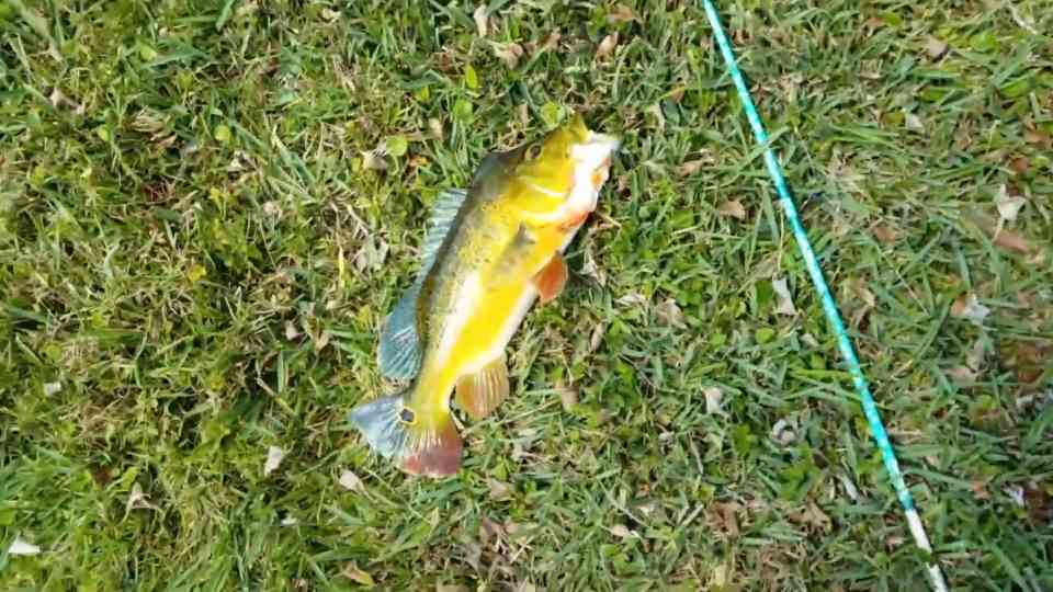 The best Florida fishing spot for giant peacock bass