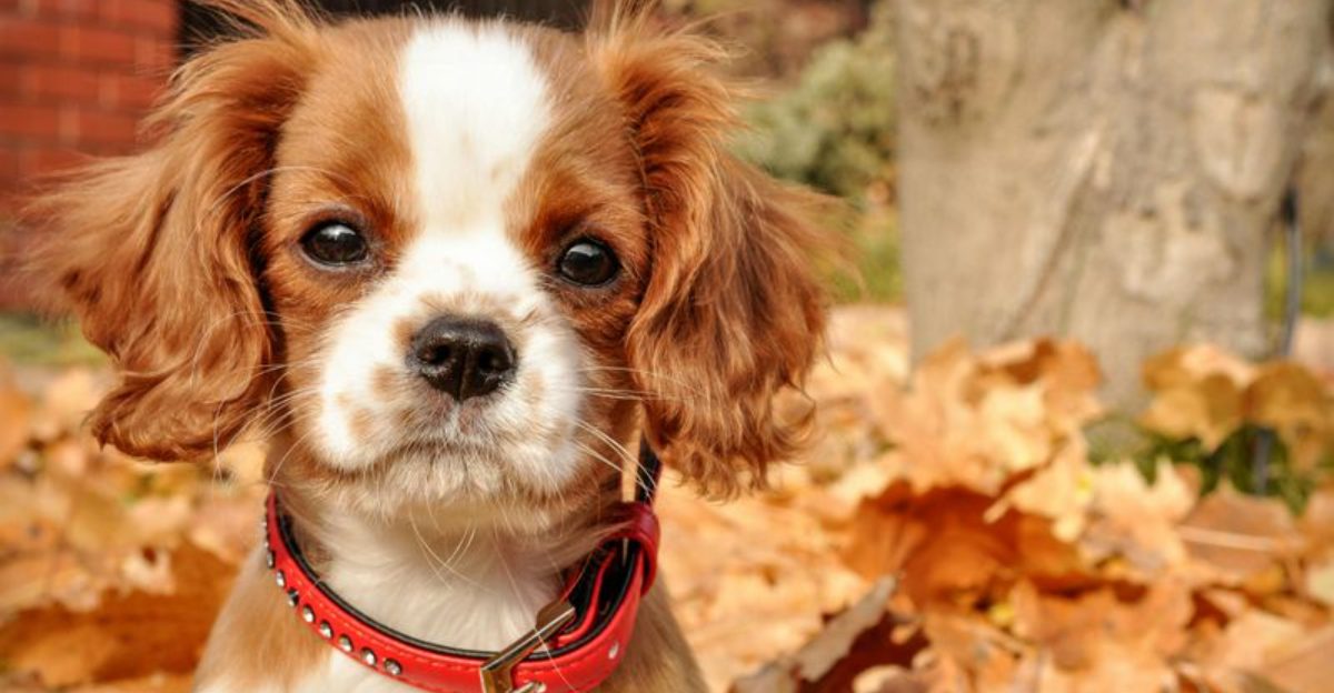 14 Dog Breeds Remarkably Known for Their Human-Like Behaviors