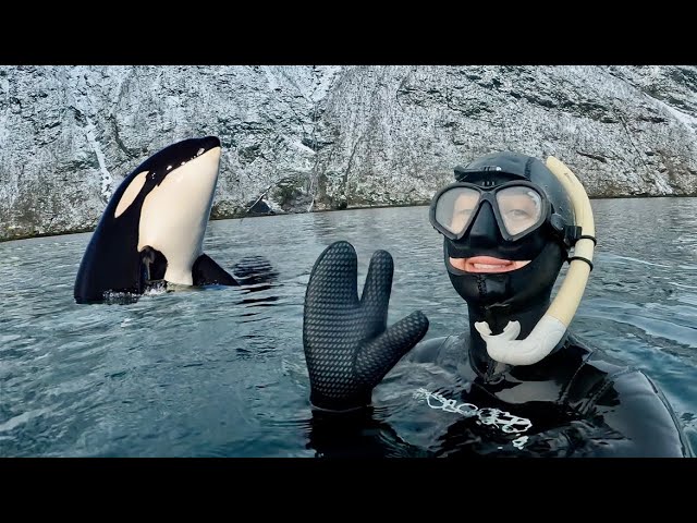 Face to Face with Wild Orcas in Norway!