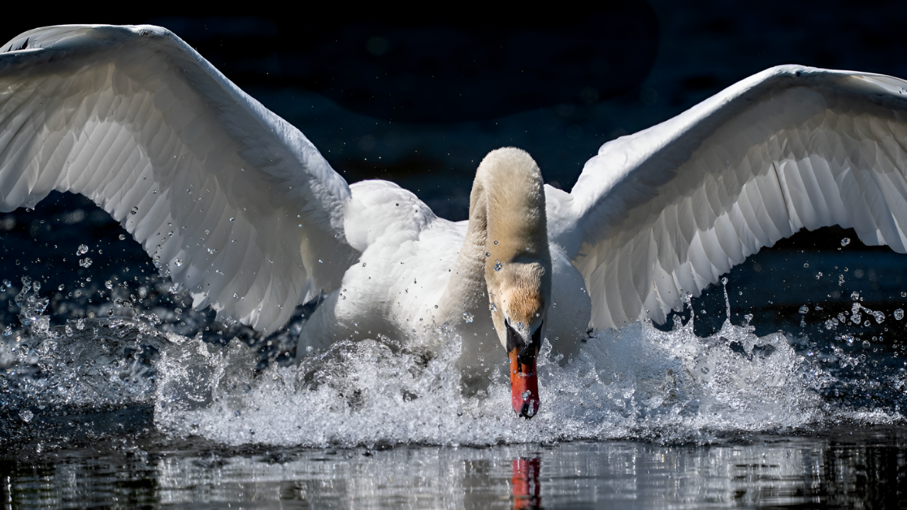 California Authorizes Swan Hunting as 6,900 Invasive Birds Destroy Wetlands