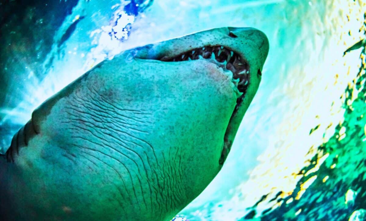 Trapped for 325 Million Years, Two Strange Sea Monsters Resurfaced From ...