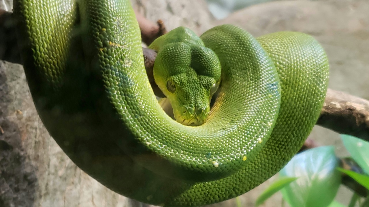 Scientists spot odd new snake on a remote island