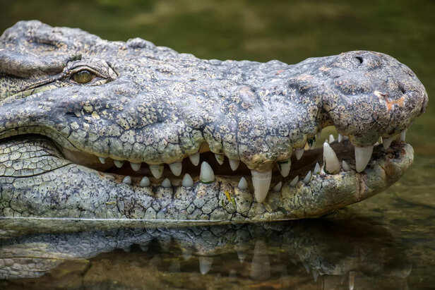 Top 10 Countries With the Largest Crocodile Populations in the World
