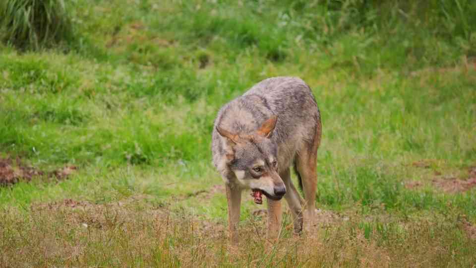The Debate Over Releasing Wolves in Britain