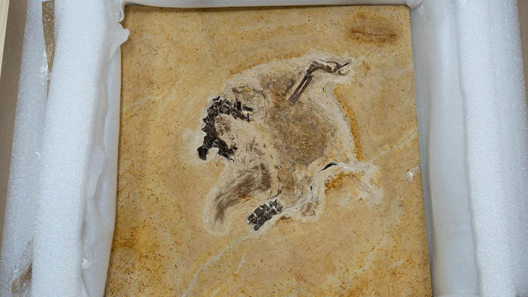 7 mind-blowing dinosaur finds that forced scientists to rethink evolution