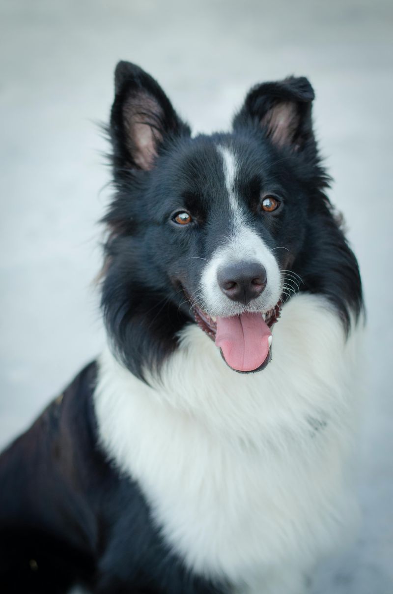 14 Dog Breeds Remarkably Known for Their Human-Like Behaviors