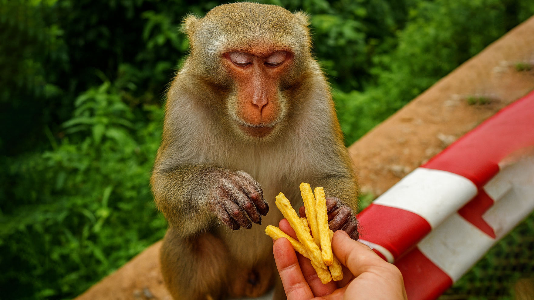 Adorable Monkey Tries Potatoes for the First Time