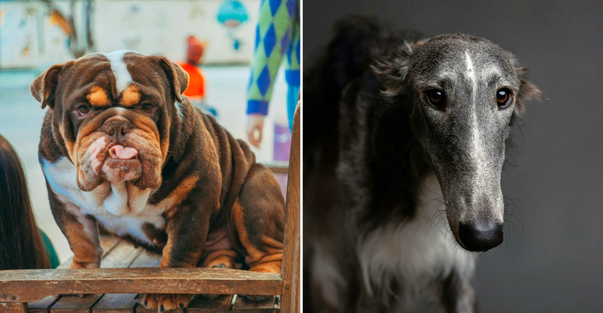 15 Dog Breeds Many Trainers Say Are Smart But Stubborn
