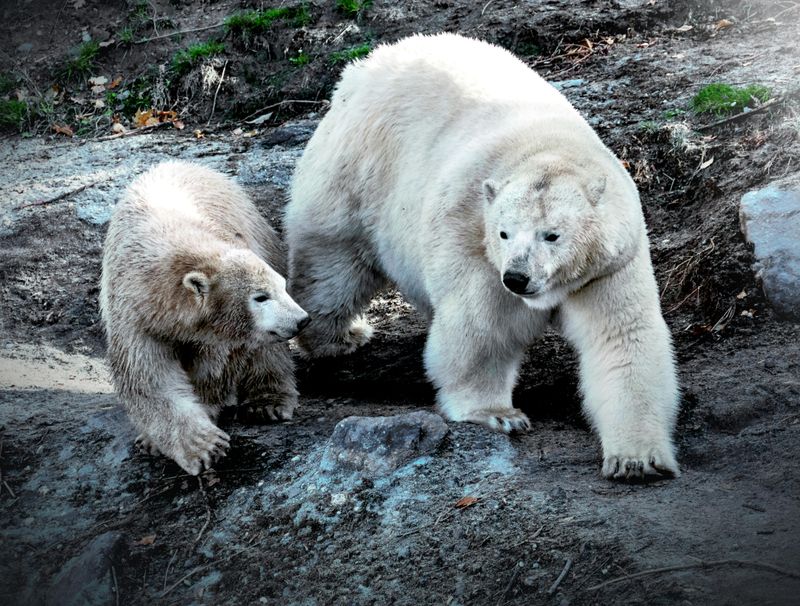 These 14 Cutthroat Animals Will Do Just About Anything To Survive