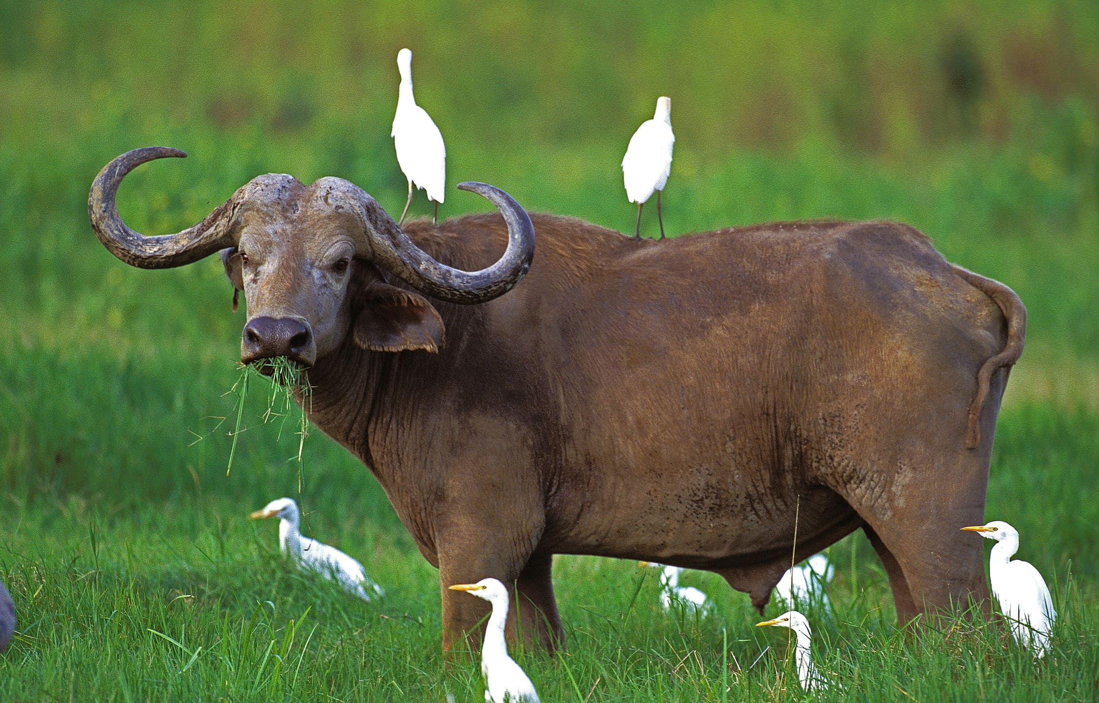 These Real-Life Animal Friends Work Together to Survive in the Wild