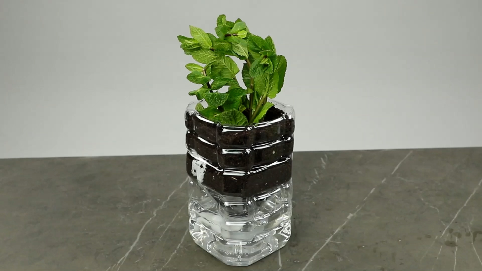 Try this Plastic Bottle Hack to Grow Plants 🌱🌿