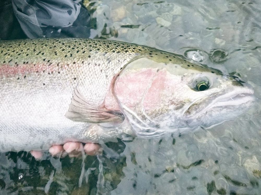 Record low steelhead return raises 'unprecedented' conservation ...
