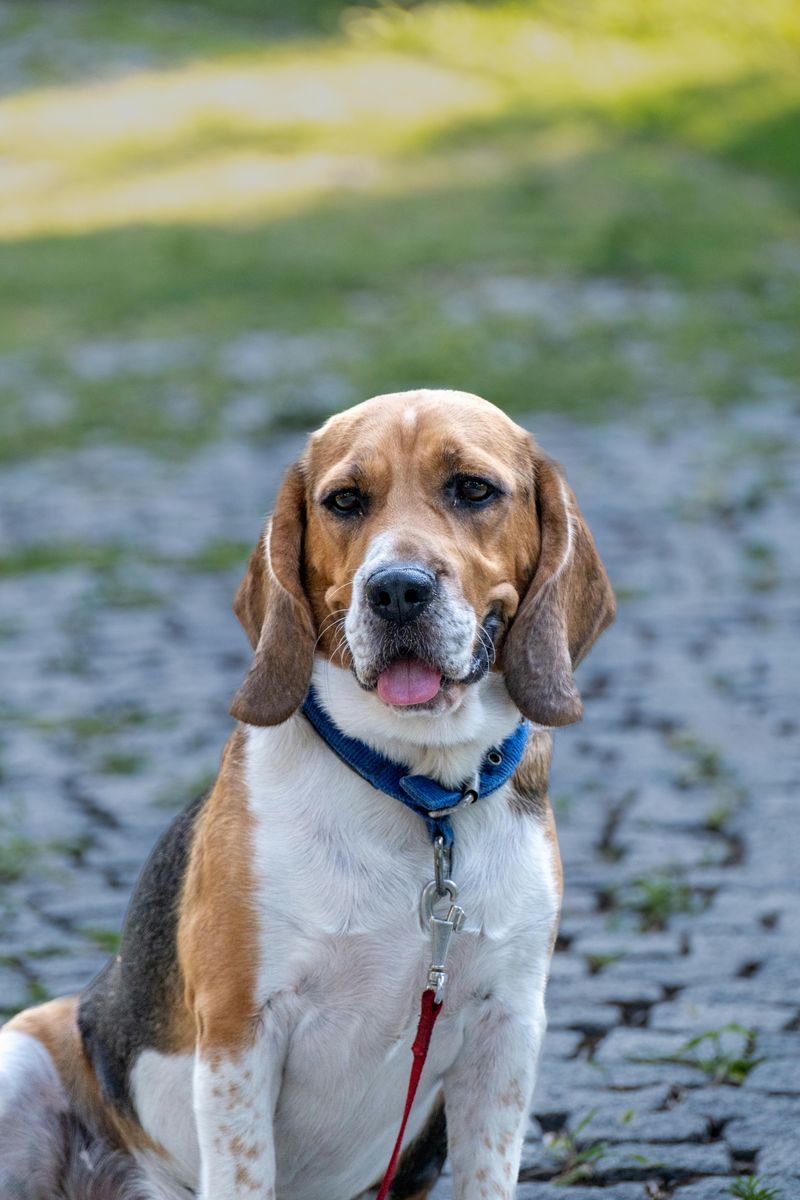 15 Dog Breeds Many Trainers Say Are Smart But Stubborn