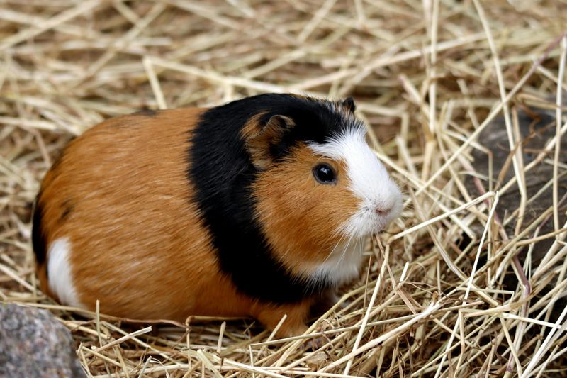 6 Adorable Facts About Guinea Pigs