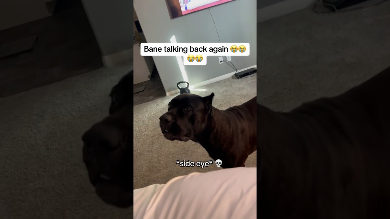 Mom tries to work but dog has plenty to say today