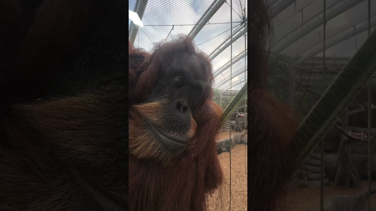 Orangutan reacts adorably to human interaction