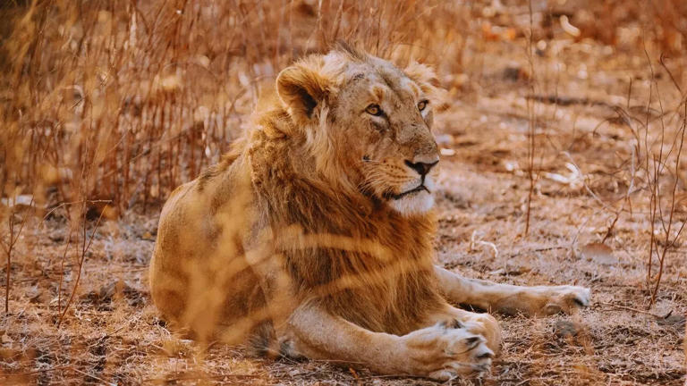 From lions to corals: 5 things that make Gujarat a biodiversity hotspot
