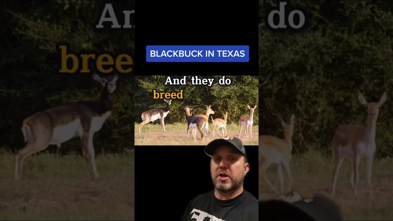 All about blackbuck deer in Texas