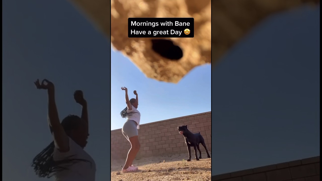 Dog spreads joy and makes every day a little brighter