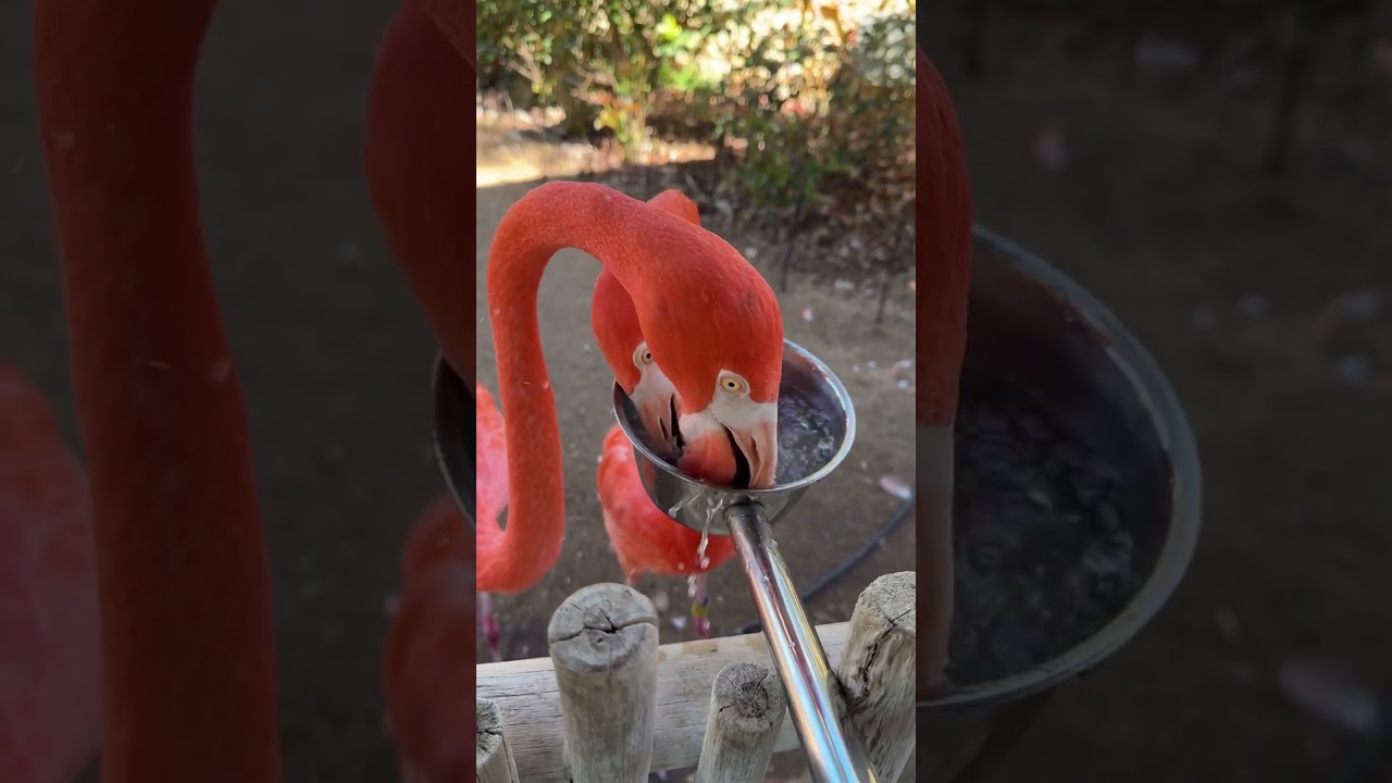 Pretty pink flamingos gather for a delicious and social lunch