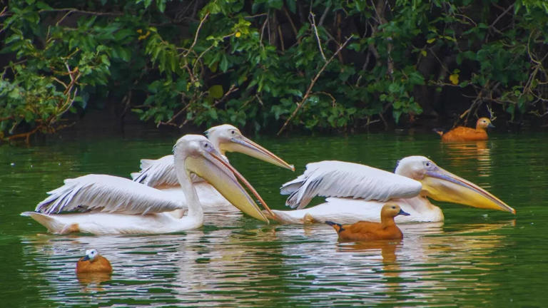 From lions to corals: 5 things that make Gujarat a biodiversity hotspot