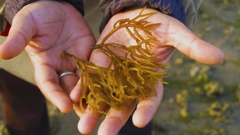 From lions to corals: 5 things that make Gujarat a biodiversity hotspot