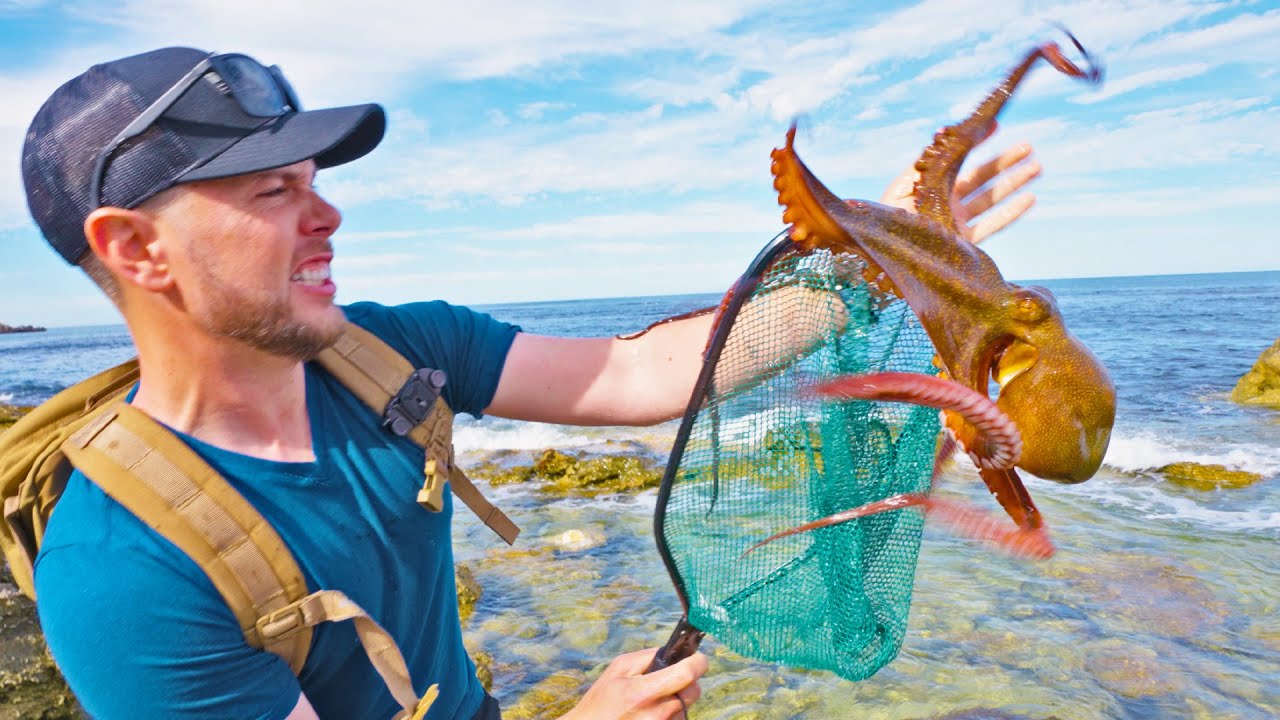 Scientists discover a new octopus species