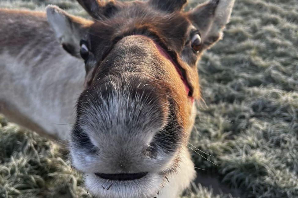 Local farm turns into a winter wonderland, as Buckinghamshire’s iconic ...