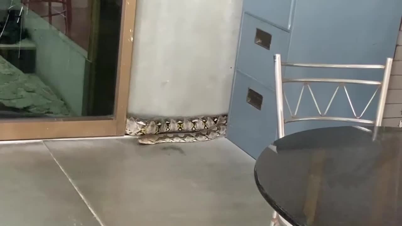 Snake wrangler catches 13ft python inside marble shop