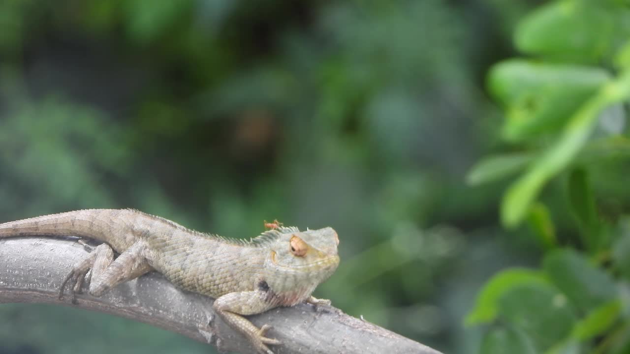 Brave ant climbs over chameleon's face before being flicked off by ...