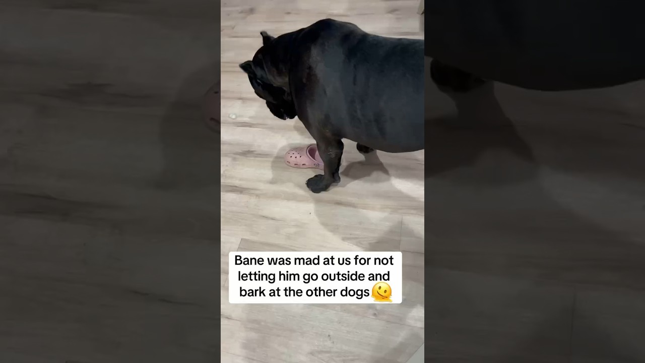 Dog steals what he wants when things don’t go his way