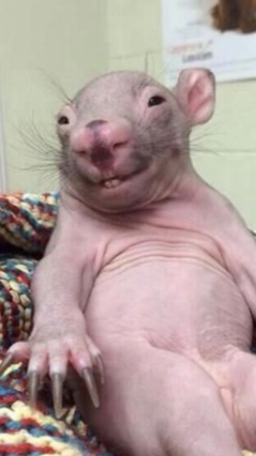 Cheeky Animals With a Unique Look About Them