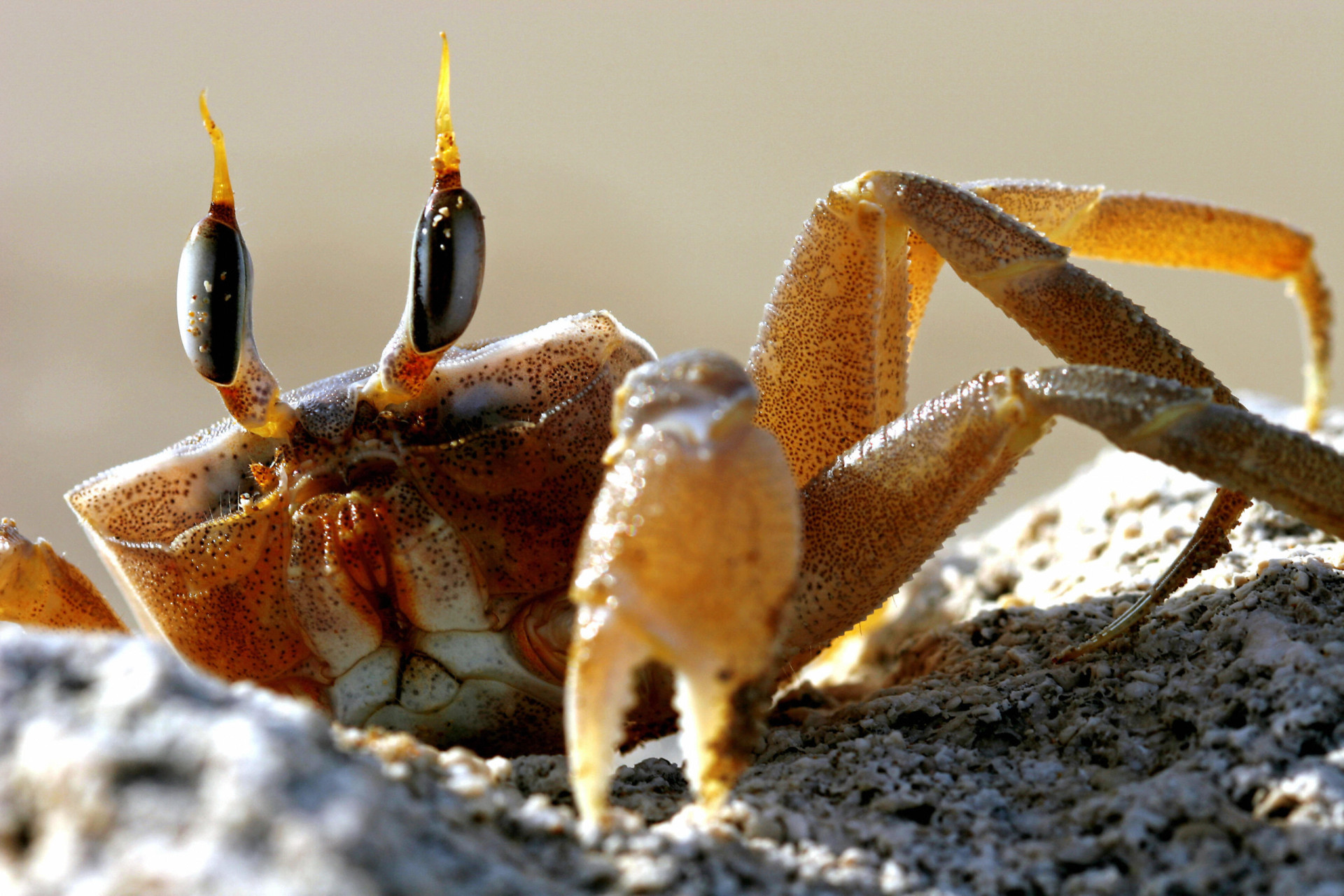 Why does evolution keep making animals into crabs?