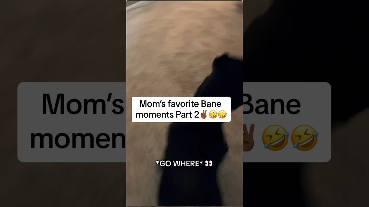 Some of my favorite moments as a dog mom at home
