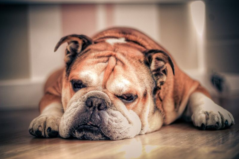 16 Dog Breeds That Would Rather Snooze All Day Than Do Anything Else