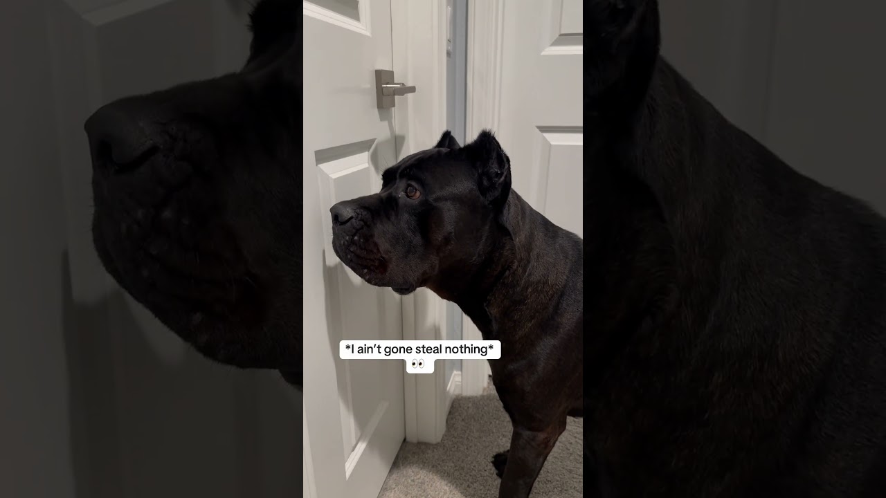 Our dog got kicked out of his sister's room for stealing