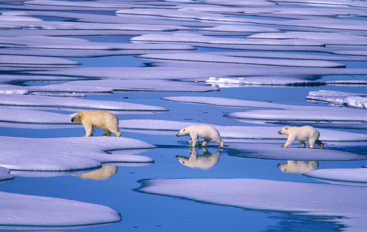 Ausstellung in Berlin: „Polar Experience“ feiert Weltpremiere – eine ...