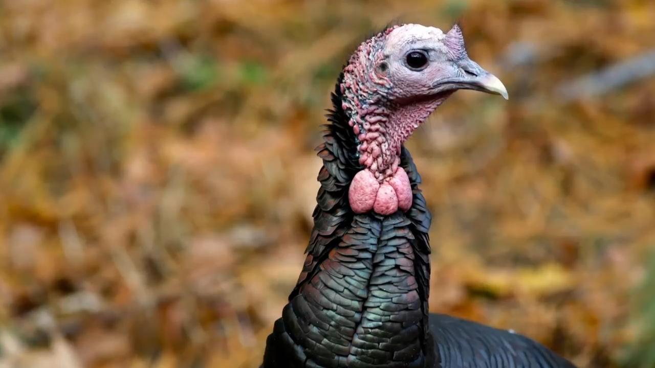 How trading wild turkeys for other animals became a conservation ...