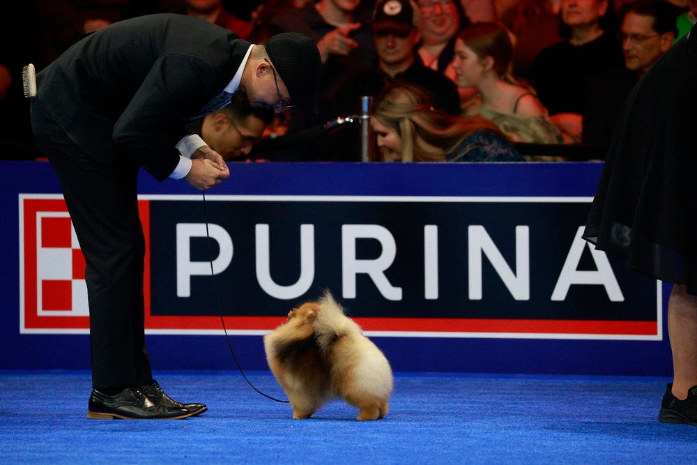 Meet the winners of the 2025 National Dog Show