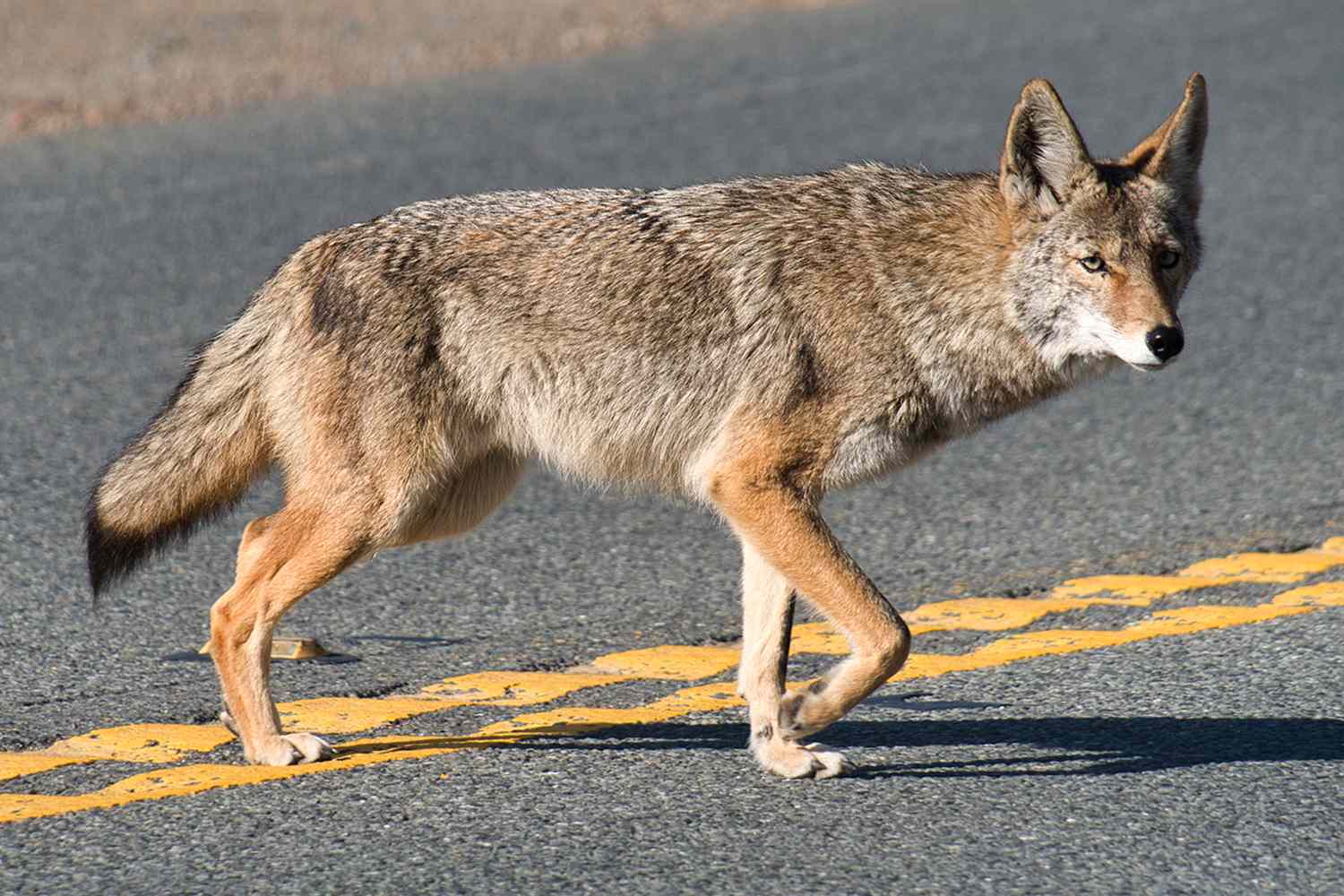 Coyote Attacks 2 Children Near San Diego Mall, Leaving Girl, 3, with ...