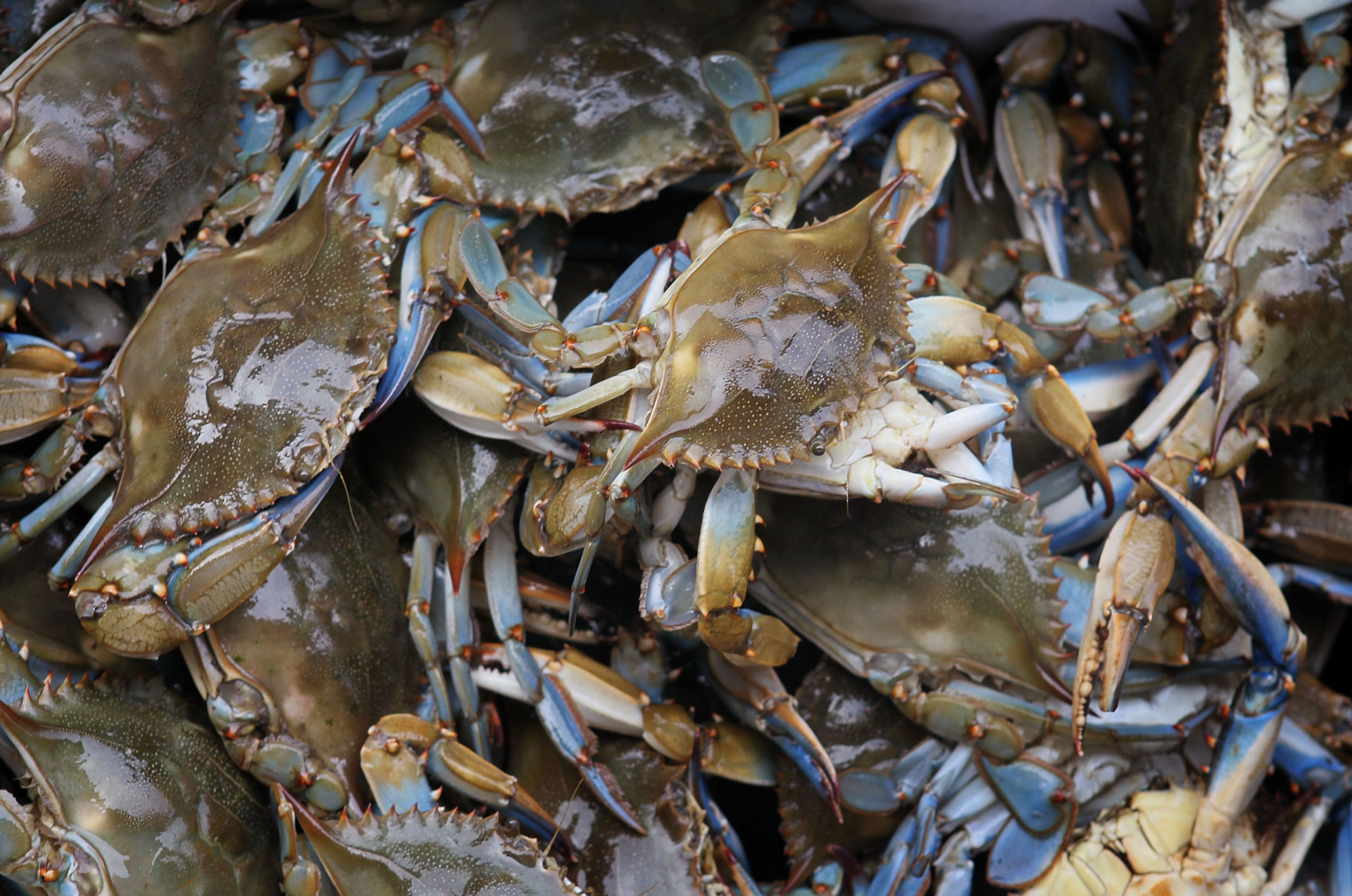 Why does evolution keep making animals into crabs?