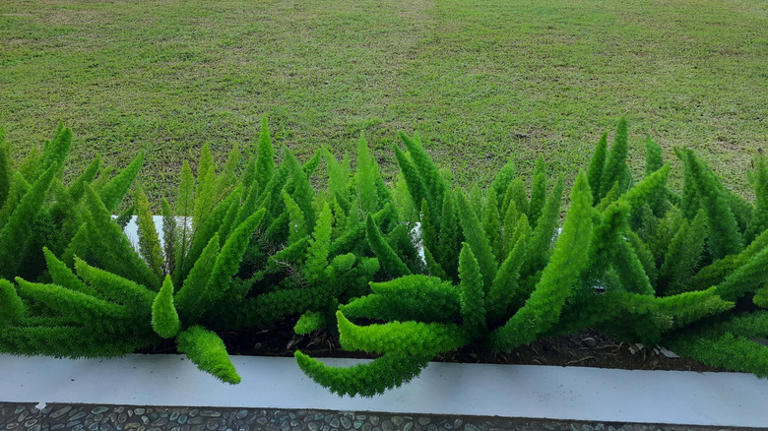 A Fern-Like Plant That Can Handle High Temperatures And Full Sun? Here ...
