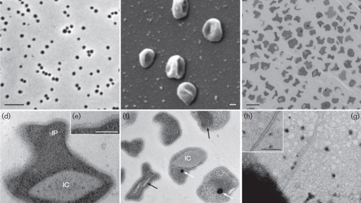 La ciencia que nadie creyó: 7 teorías ridiculizadas que hoy son verdad ...