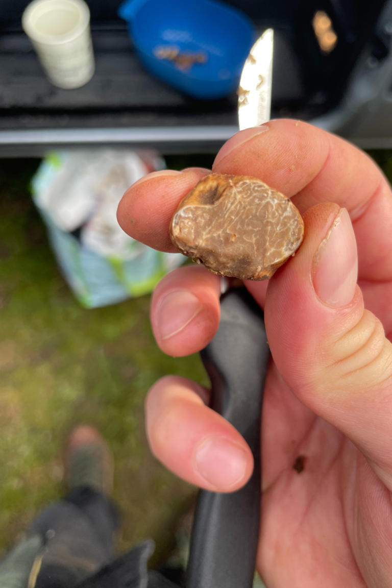 Inside my truffle hunting adventure — winter’s best-kept foodie secret