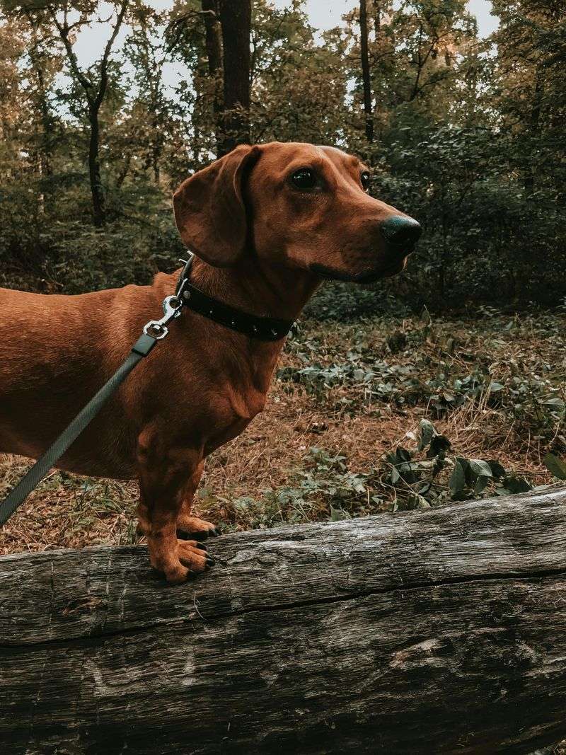 15 Dog Breeds Many Trainers Say Are Smart But Stubborn