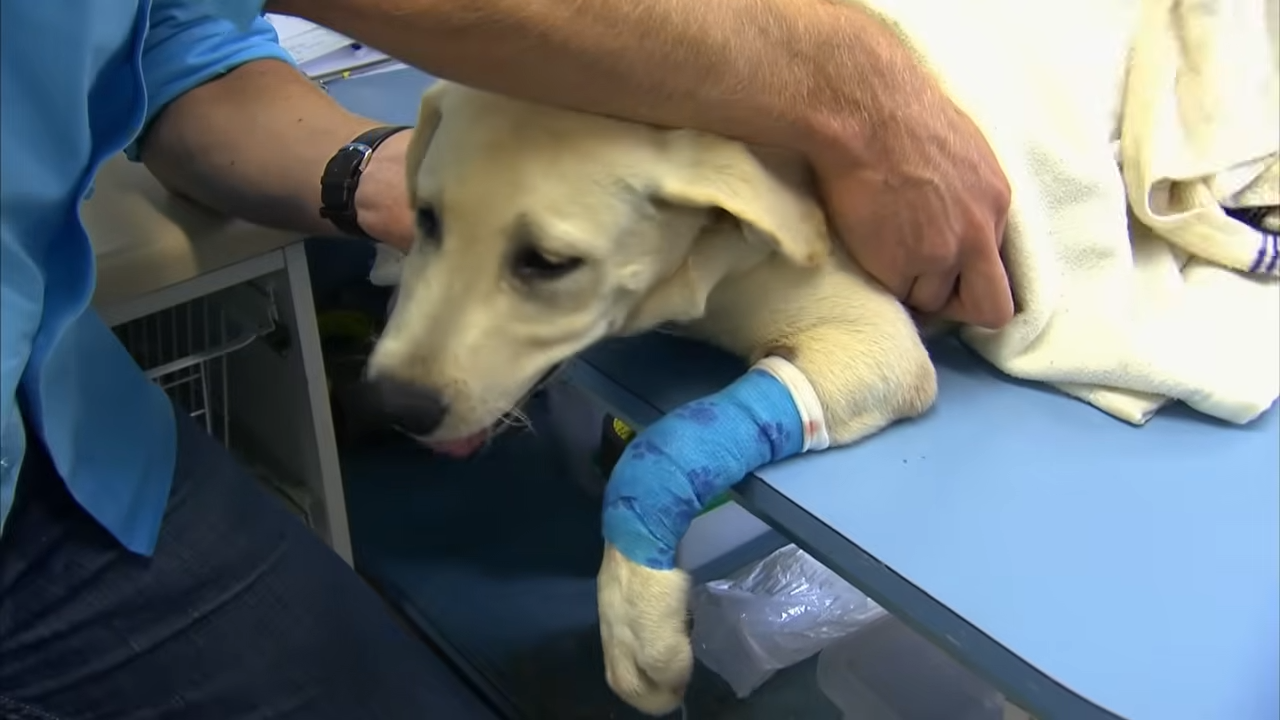 What every pet owner should know after seeing Bondi Vet’s terrifying ...