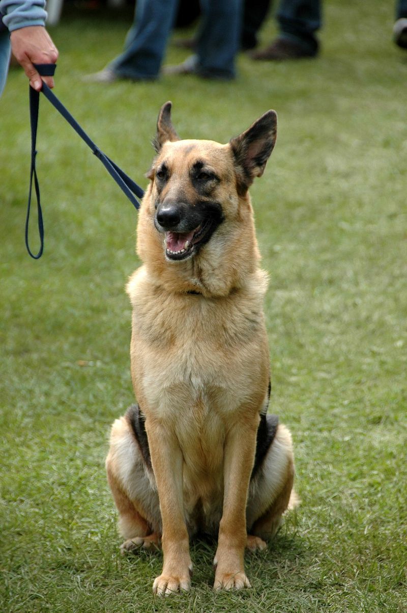 11 Words Dogs Understand Right Away (Plus 4 That Tend to Confuse Them)