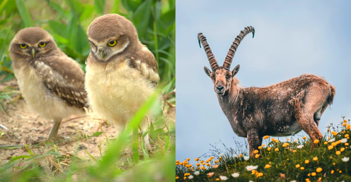9 Animals That Can Survive Natural Disasters Most Others Can’t